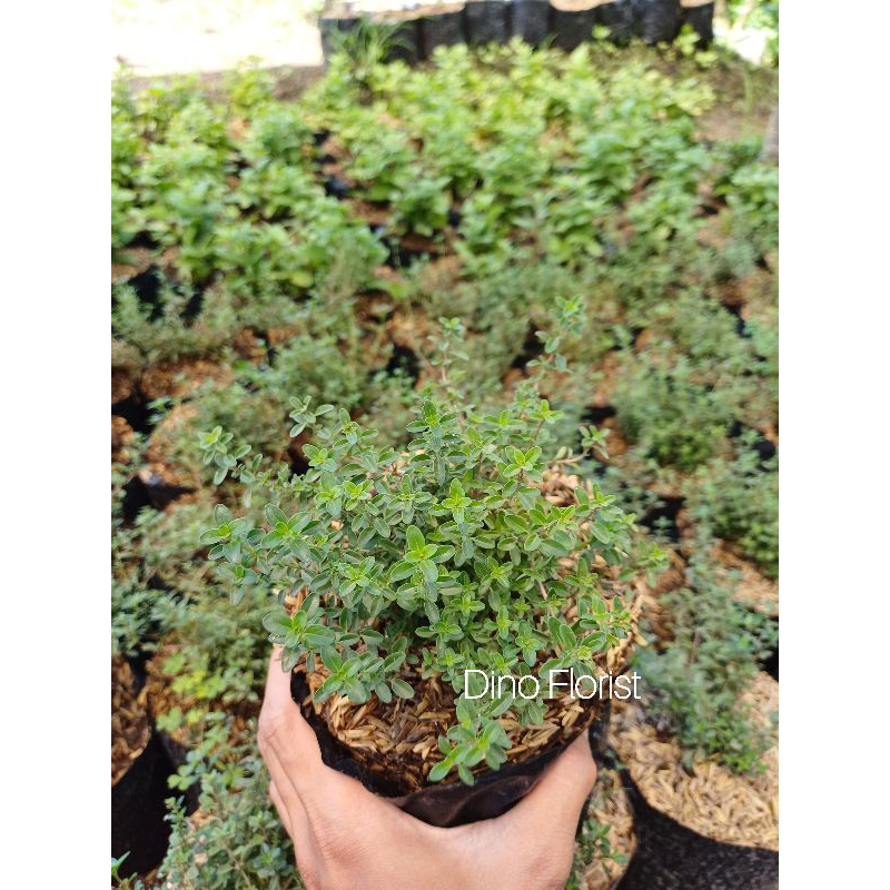 Jual Tanaman Herbal / Toga / Daun Timi / Thime / Tymus Vulgaris ...