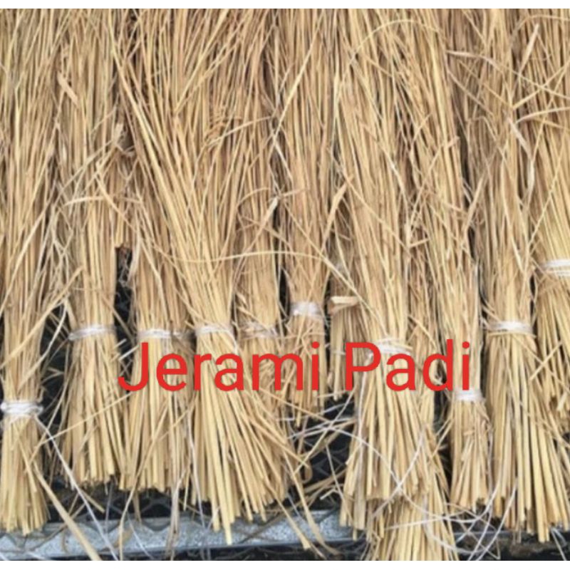 Jual JERAMI PADI 500 gram Super untuk Dekorasi dan Pakan ternak ...