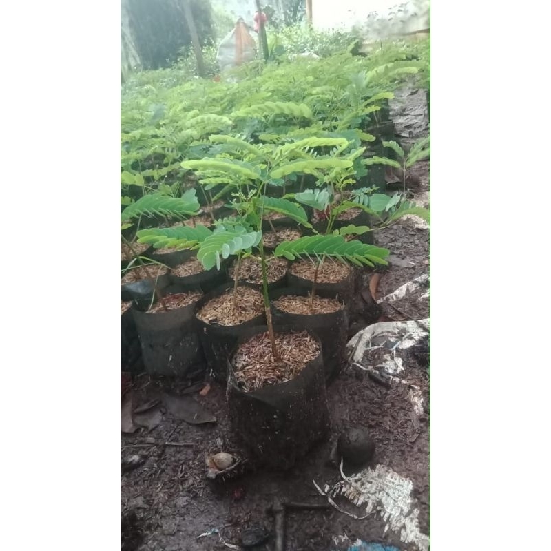 Jual Paket 50 Bibit Tanaman Hias Solobium Pohon Pakis Brazil Tinggi 20 ...