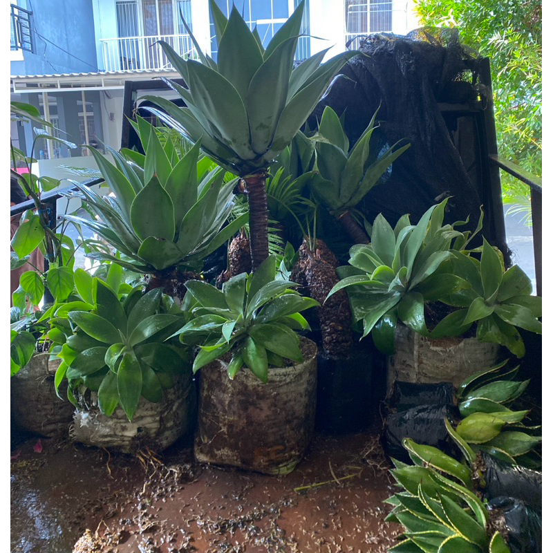 Jual Tanaman Hias Siklok Hijau // Tanaman Hias Agave Attenuata ...