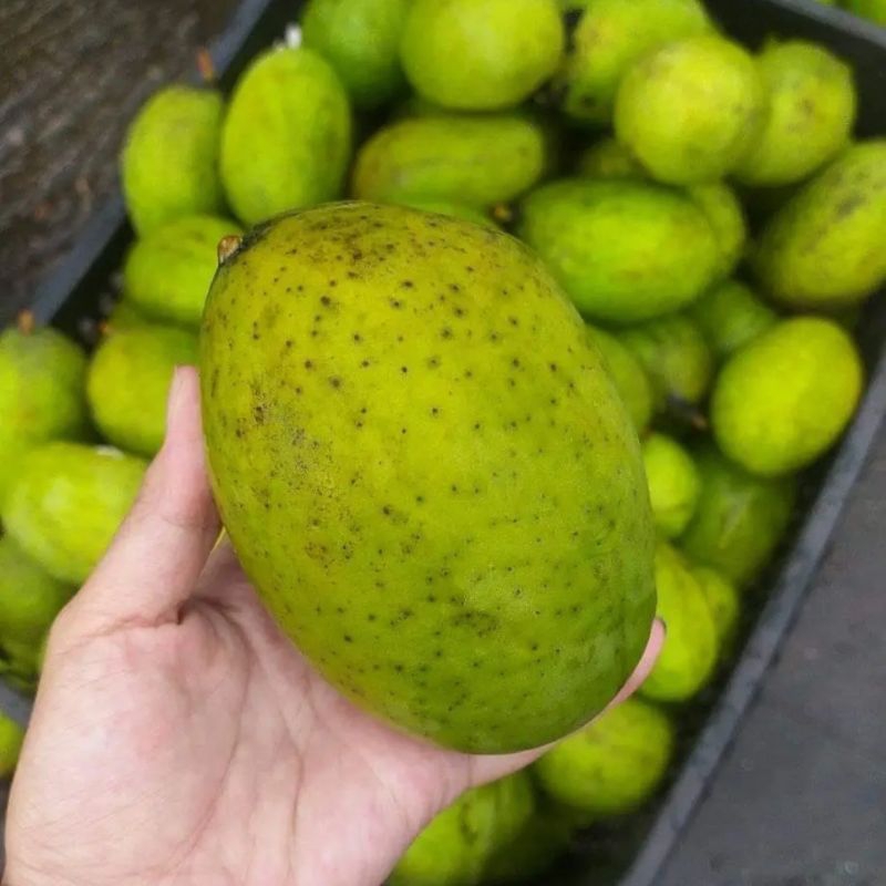 Jual BUAH MANGGA KUENI/KWENI 1 KG | Shopee Indonesia
