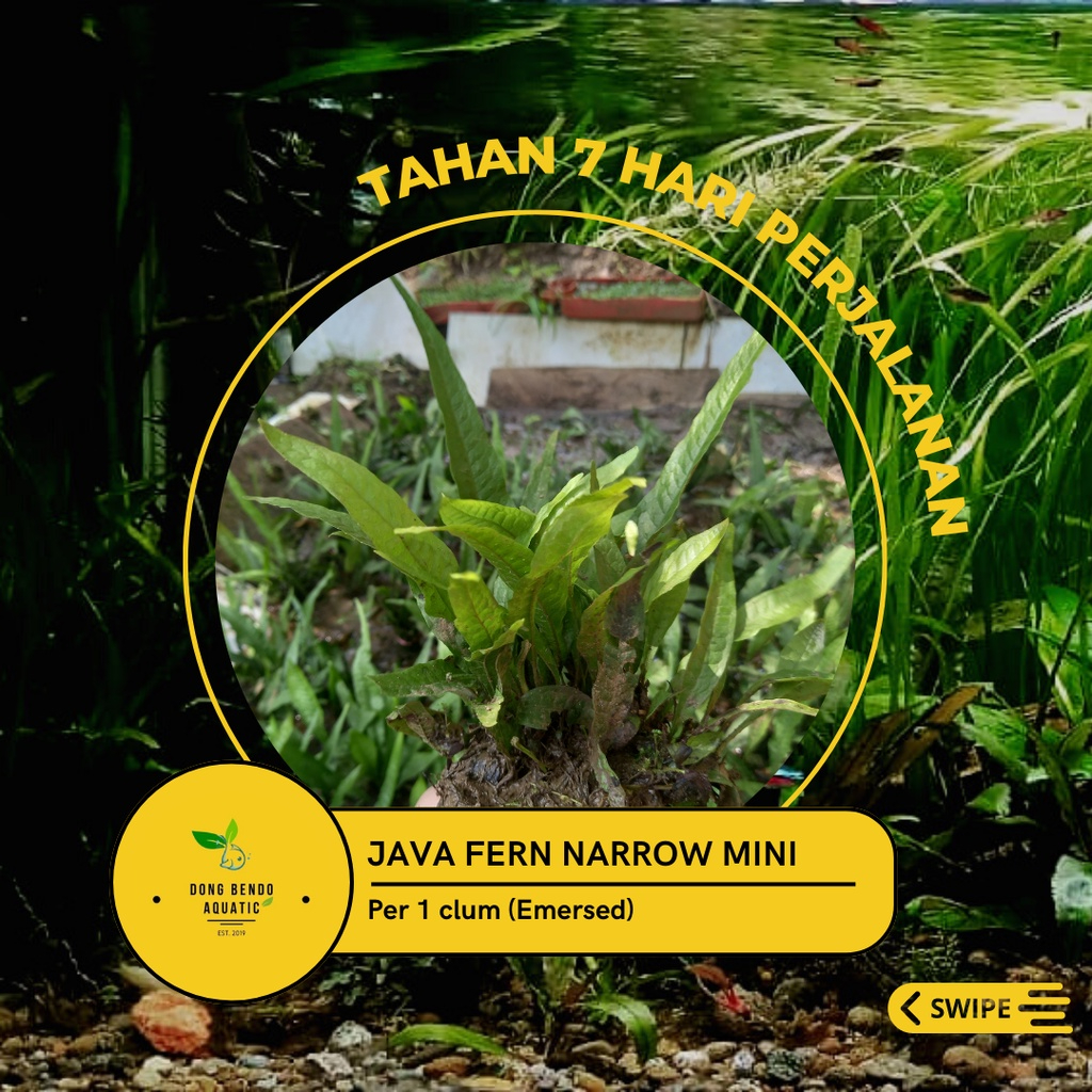 Jual Kadaka Java Fern Narrow Mini/ Microsorum Pteropus Narrow / kadaka ...