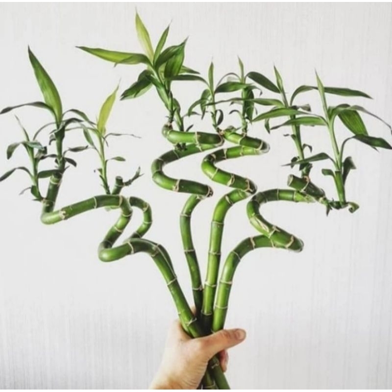 Jual Bambu sri rejeki atau bambu hokky | Shopee Indonesia