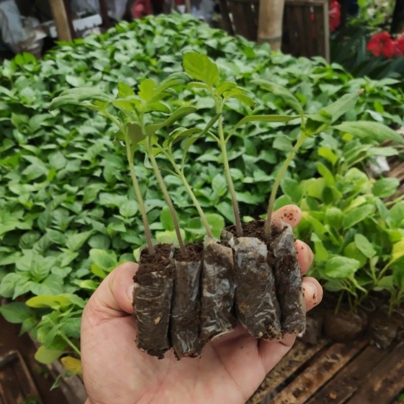 Jual BIBIT HIDUP - Paket 10 Tanaman Bibit Tomat Siap Tanam | Shopee ...