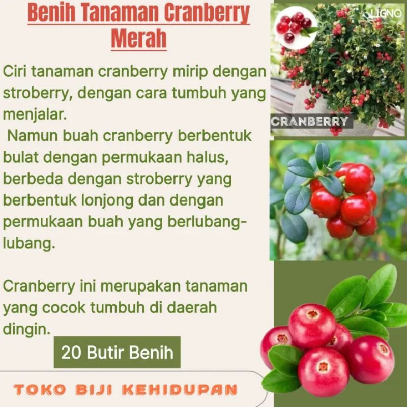 Jual 20 BIJI BENIH CRANBERRY MERAH (COCOK DIDATARAN TINGGI) | Shopee ...