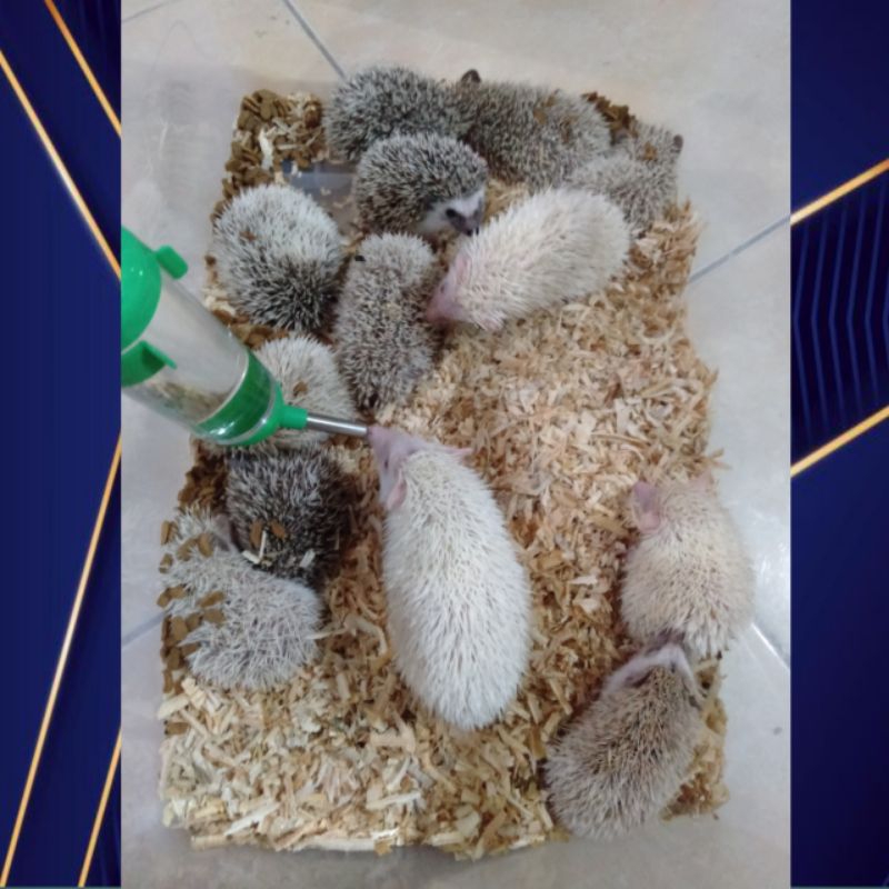 Jual landak mini anakan albino,pinto,saltpaper,cinnicot,cinamon dll ...