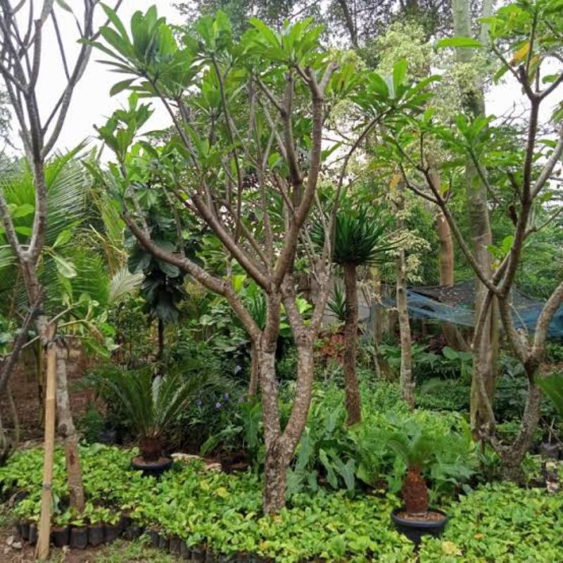 Jual POHON KAMBOJA BALI TINGGI 3MTR - 4MTR BUNGA PINK/KUNING - KAMBOJA ...