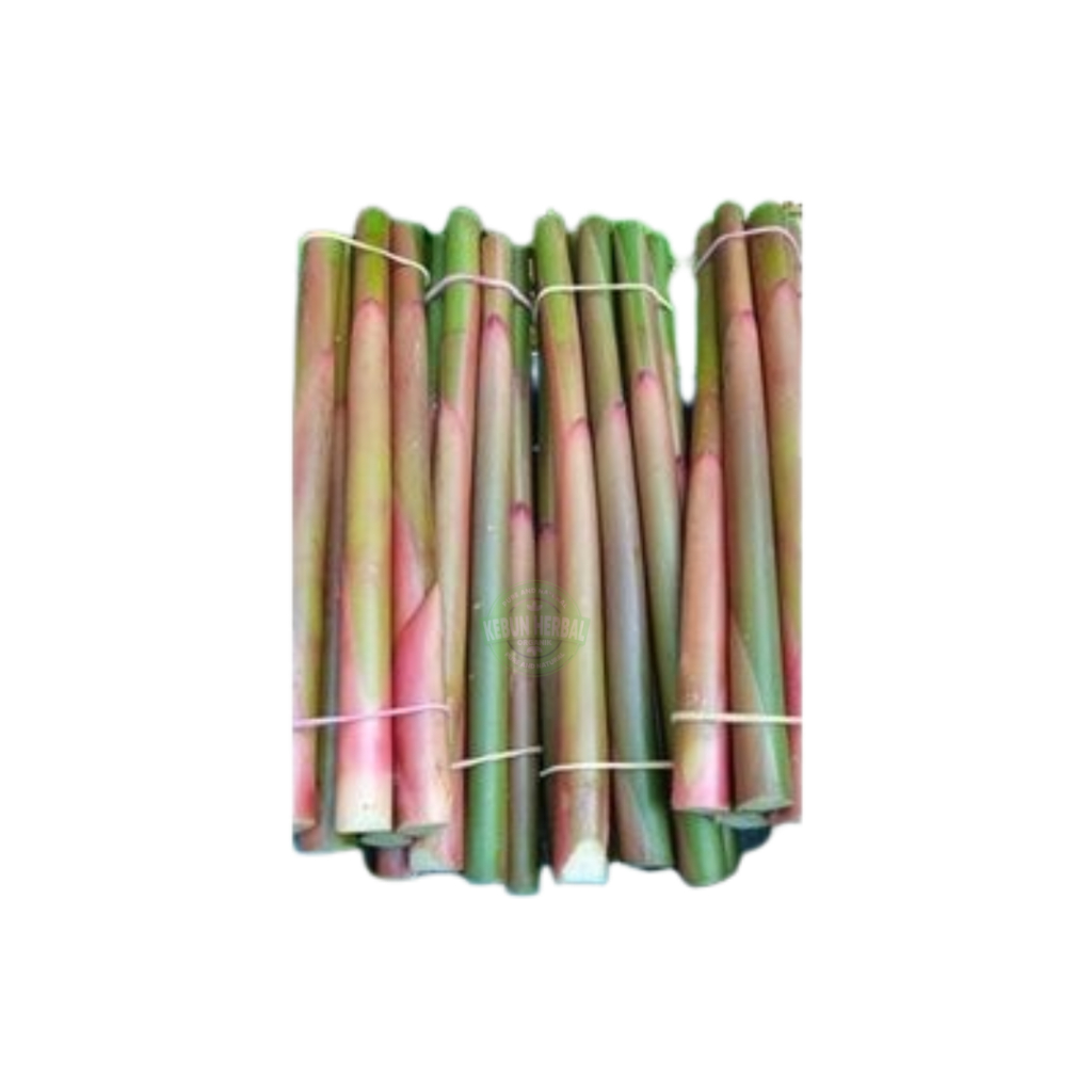 Jual Batang Kecombrang Honje Muda 1kg Jenis Merah Dan Hijau | Shopee ...