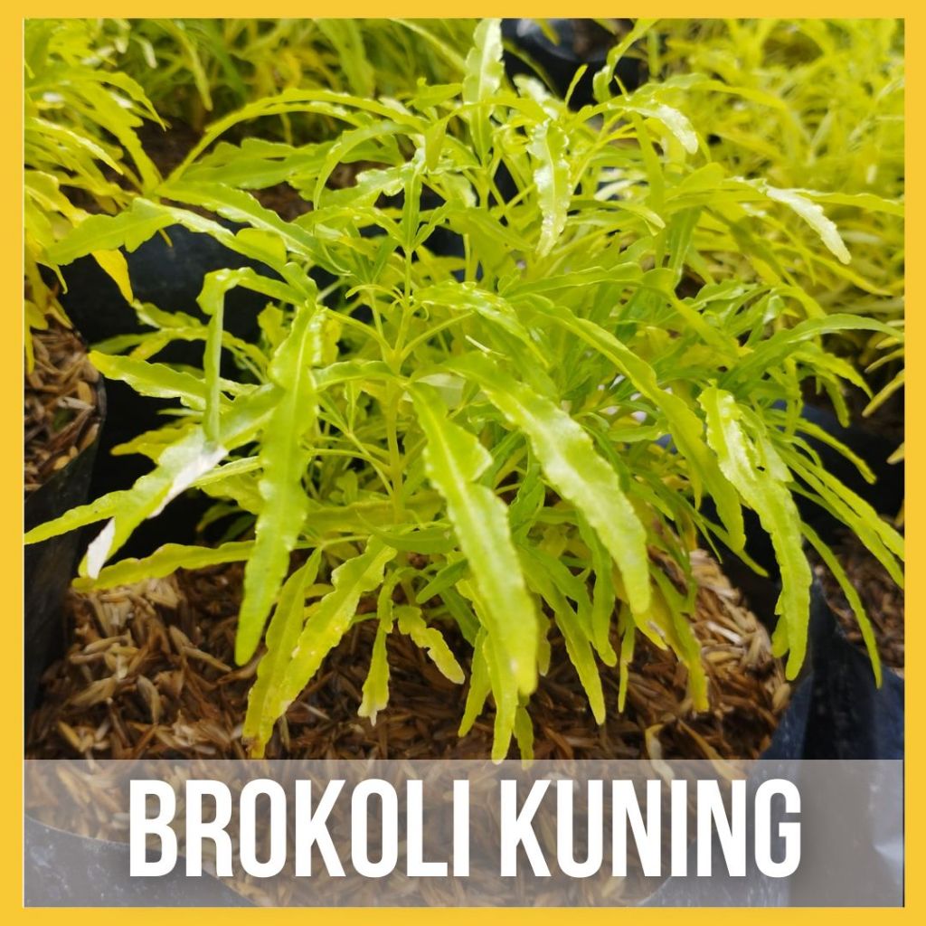 Jual Tanaman Hias Brokoli Kuning Hias Khalifa/ Tanaman Hias Outdoor ...