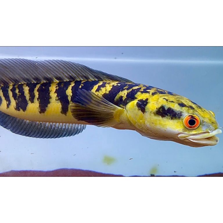 Jual KODE C92A CHANA YELLOW SENTARUM KEBUTUHAN AQUARIUM | Shopee Indonesia