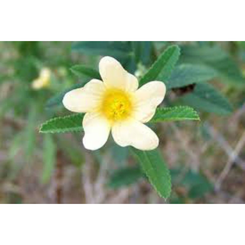 Jual daun Sadagori segar asli 500grm | Shopee Indonesia