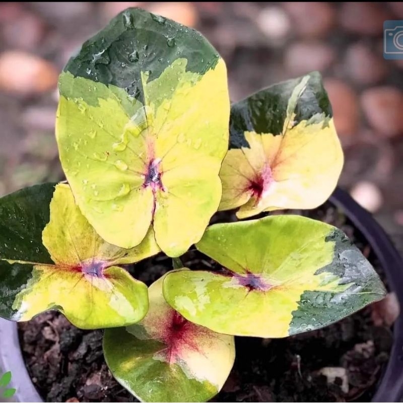 Jual Keladi Roro Kuning Tanaman Hias Keladi Caladium Hias Roro Kuning ...