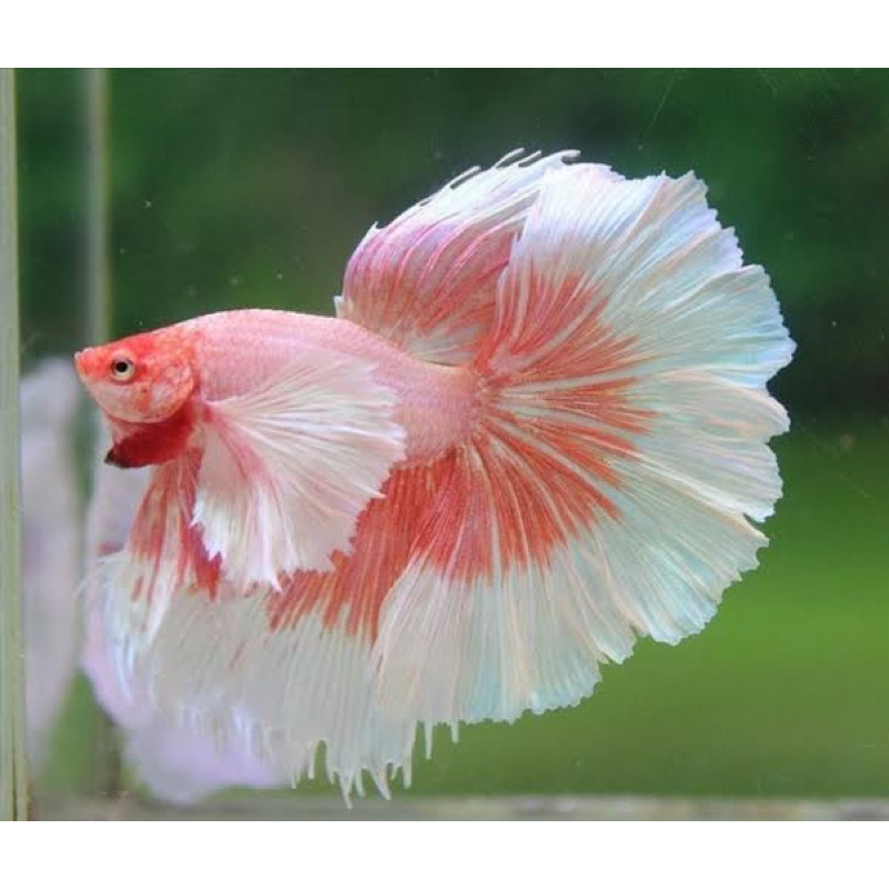 Jual cupang hm dumbo ear, sangat istimewa, jantan ekor lebar | Shopee ...