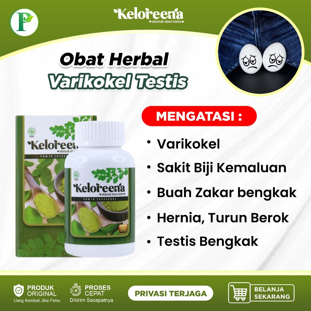 Jual Obat Varikokel Buah Zakar Bengkak Nyeri Testis Hernia Turun Berok ...