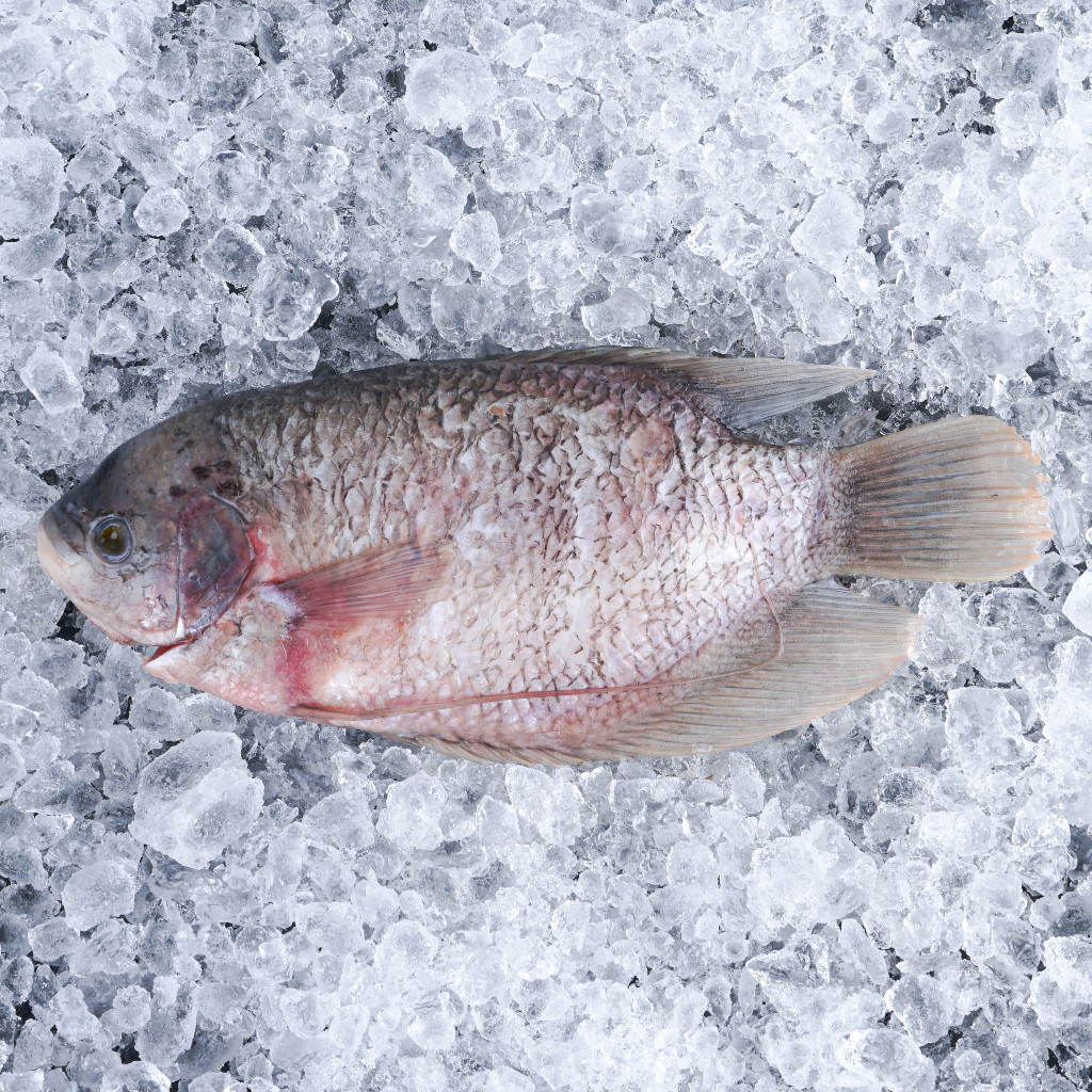 Jual Gurame Jumbo Fresh Sudah Bersih Diproses dari Ikan Hidup Ukuran ...