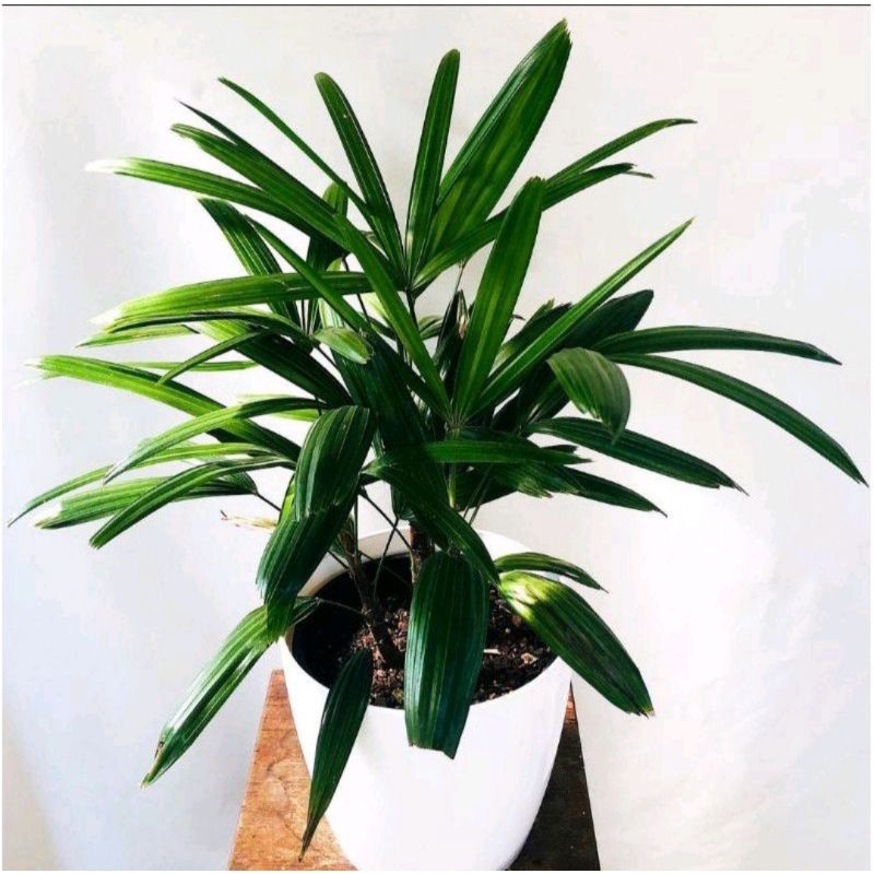 Jual Tanaman Hias Palem Regu - Bibit Tanaman Pohon Palm Waregu ...