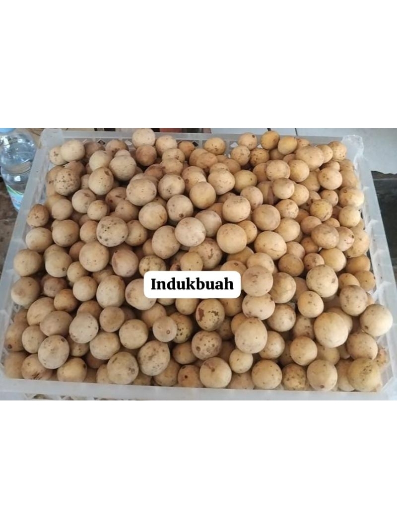 Jual Indukbuah Buah Dukuh Duku Palembang Manis Asem Seger 1kg | Shopee ...