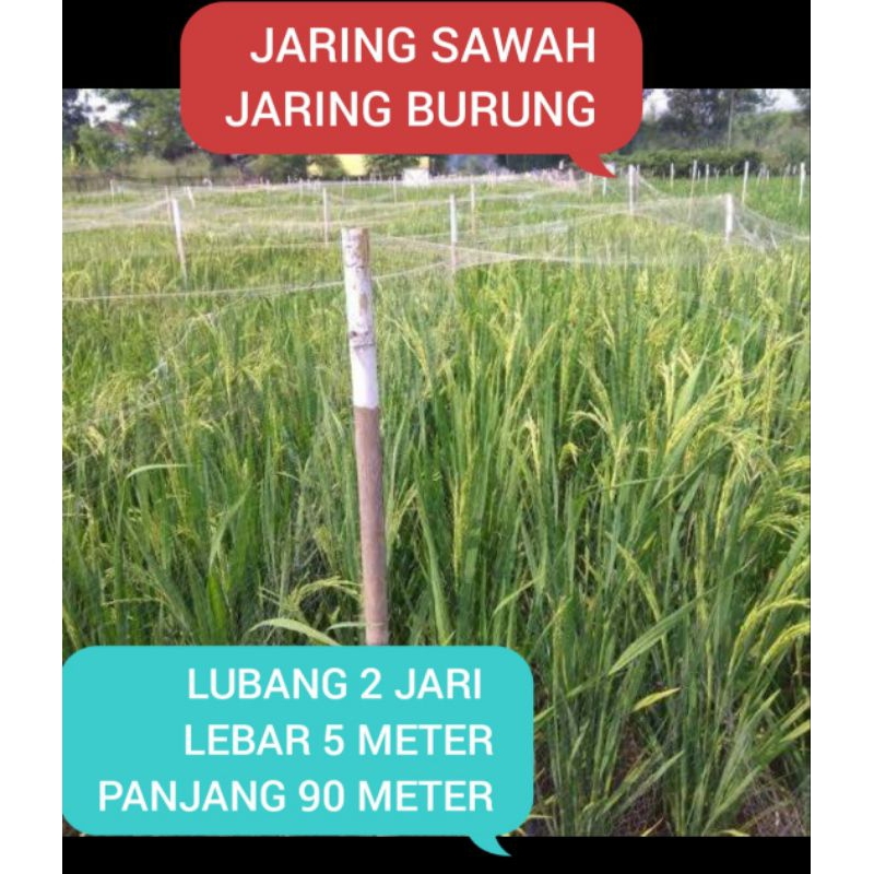 Jual JARING BURUNG EMPRIT JARING SAWAH JARING BURUNG 2 INCH 0.12 100MD ...