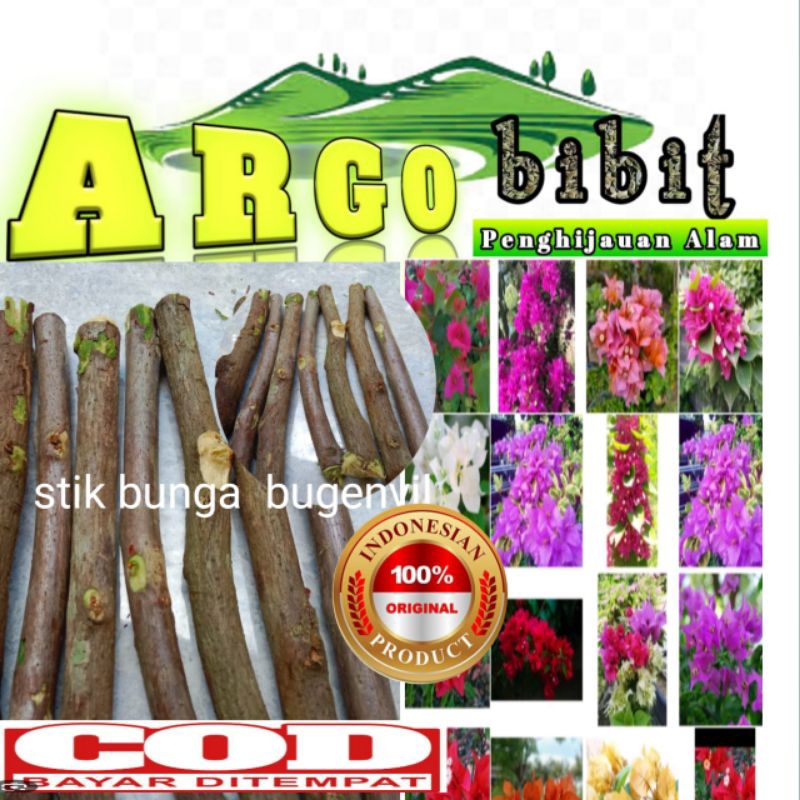 Jual Batang Stek Bugenvil 100 Original Shopee Indonesia
