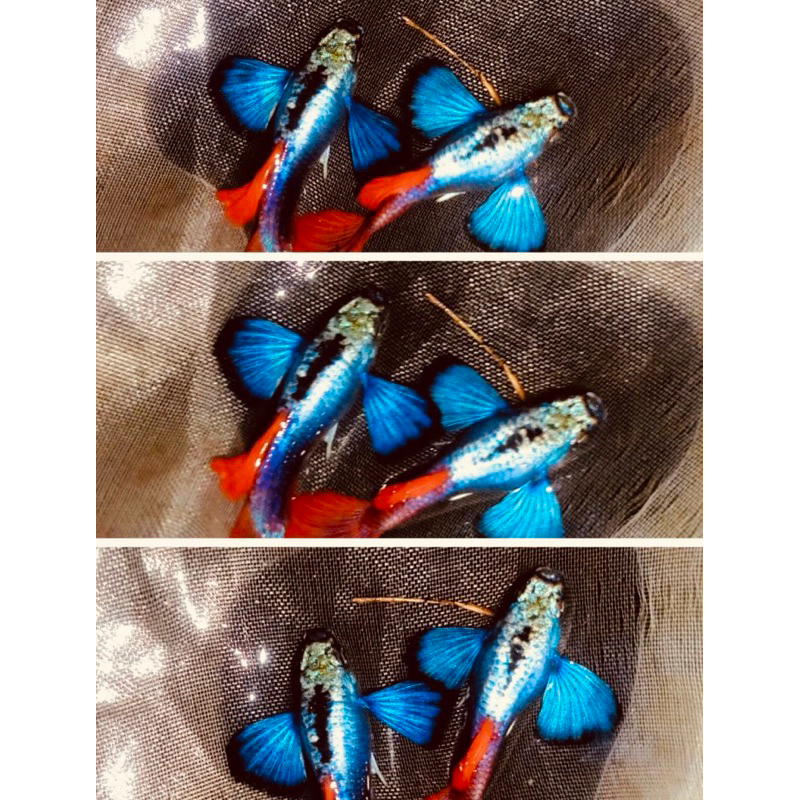 Jual Guppy PRTDE BIG EAR Ekor Bulan Siap bread | Shopee Indonesia