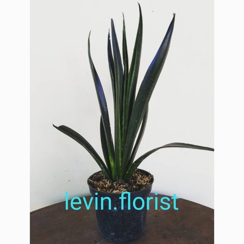 Jual Sansevieria green arrow / sansivera sansivieria black sword lidah ...