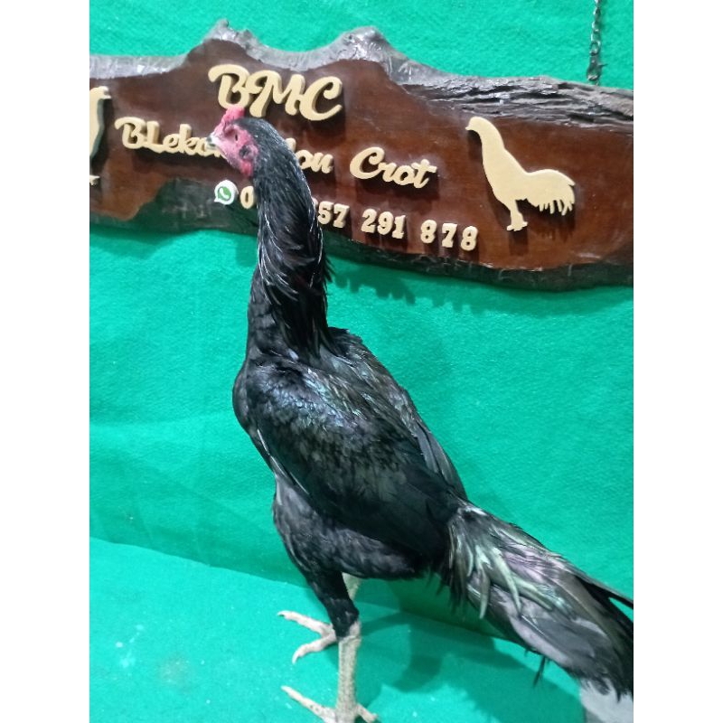 Jual Telur fertil ayam bangkok kumbang. ayam phakoy full brakot ayam ... Jual Telur fertil ayam bangkok kumbang. ayam phakoy full brakot ayam ...