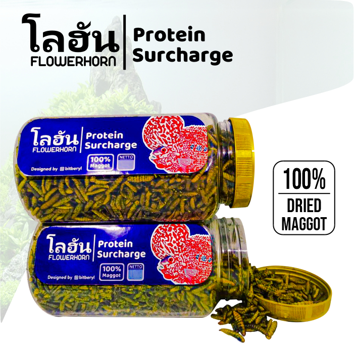 Jual Pakan Ikan Louhan Maggot BSF Protein Surcharge 1 Toples ...