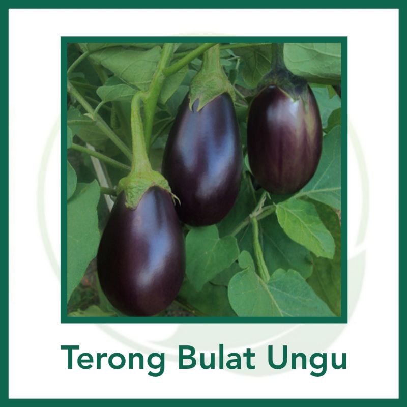 Jual 30 Biji - Benih Terong Bulat Ungu Bondan Sayuran Terong Pondoh ...