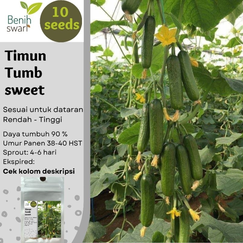 Jual Benih Swari: (isi 10 butir) Benih Mentimun/ Timun THUMB SWEET F1 | Shopee Indonesia