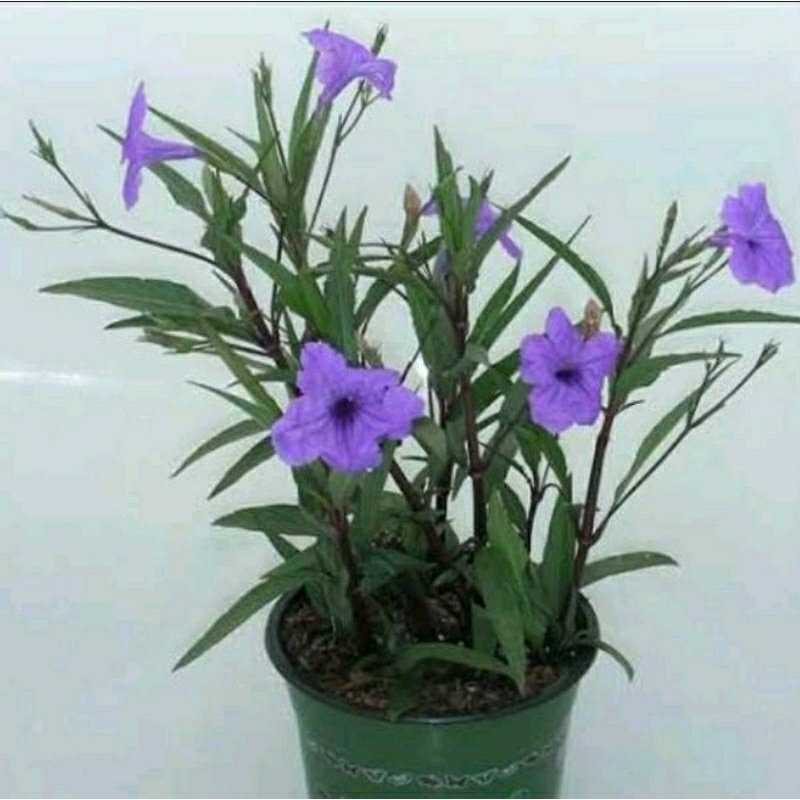 Jual BIBIT BUNGA TANAMAN HIAS RUELLIA/KENCANA UNGU | Shopee Indonesia