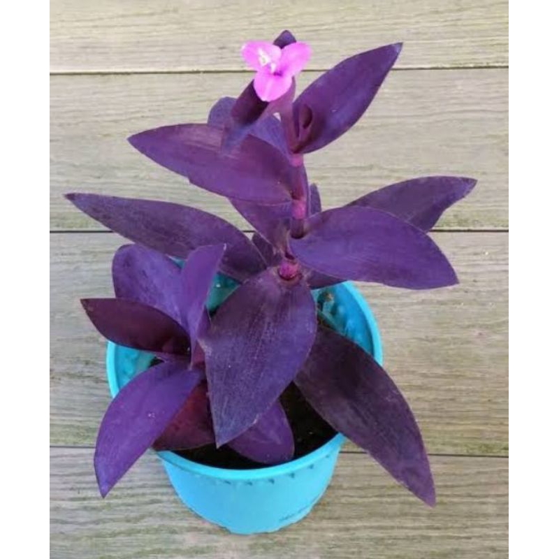 Jual Adam Hawa Ungu /Purple Heart Plant ( Tradescantia Pallida ...