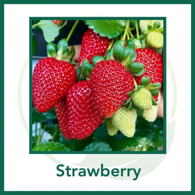 Jual 5 Biji - Benih Stroberi Strawberry Merah Jumbo Manora Import ...