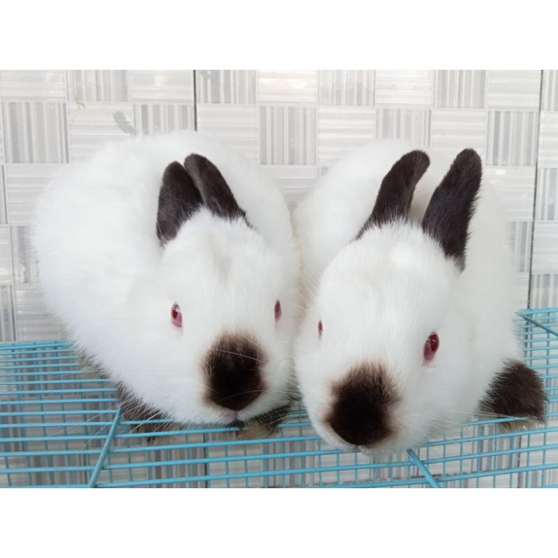 Jual Kelinci Himalayan Dewasa | Shopee Indonesia