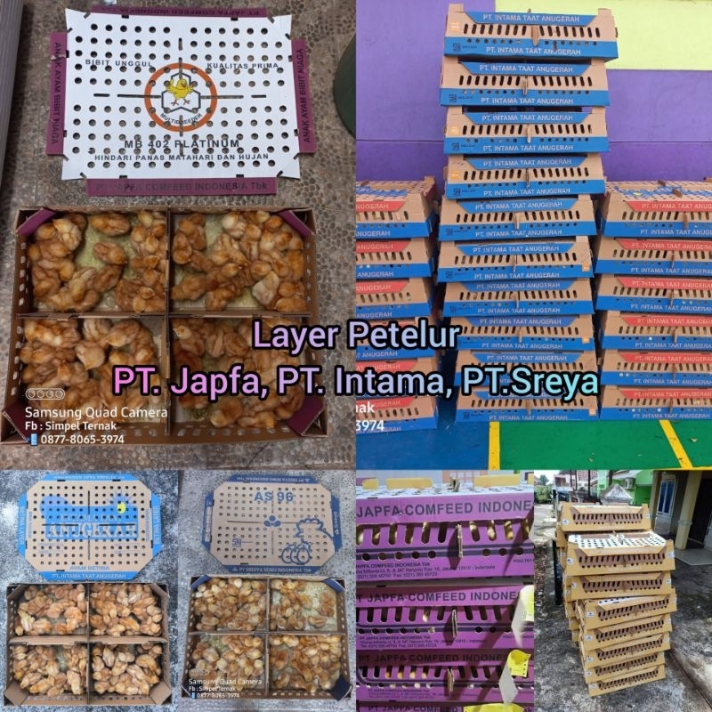 Jual DOC Layer Petelur Super | Shopee Indonesia