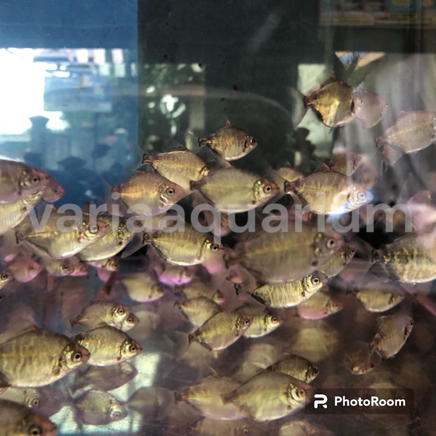 Jual Ikan Myleus Setiger Ikan Hias Aquarium ukuran 2cm | Shopee Indonesia