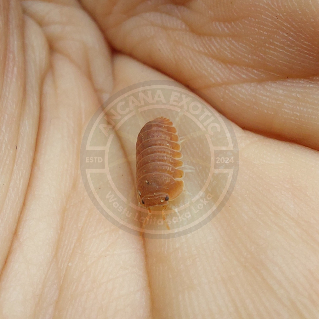 Jual Isopod Cubaris murina Orange Mandarin Cleaning Crew Terrarium ...