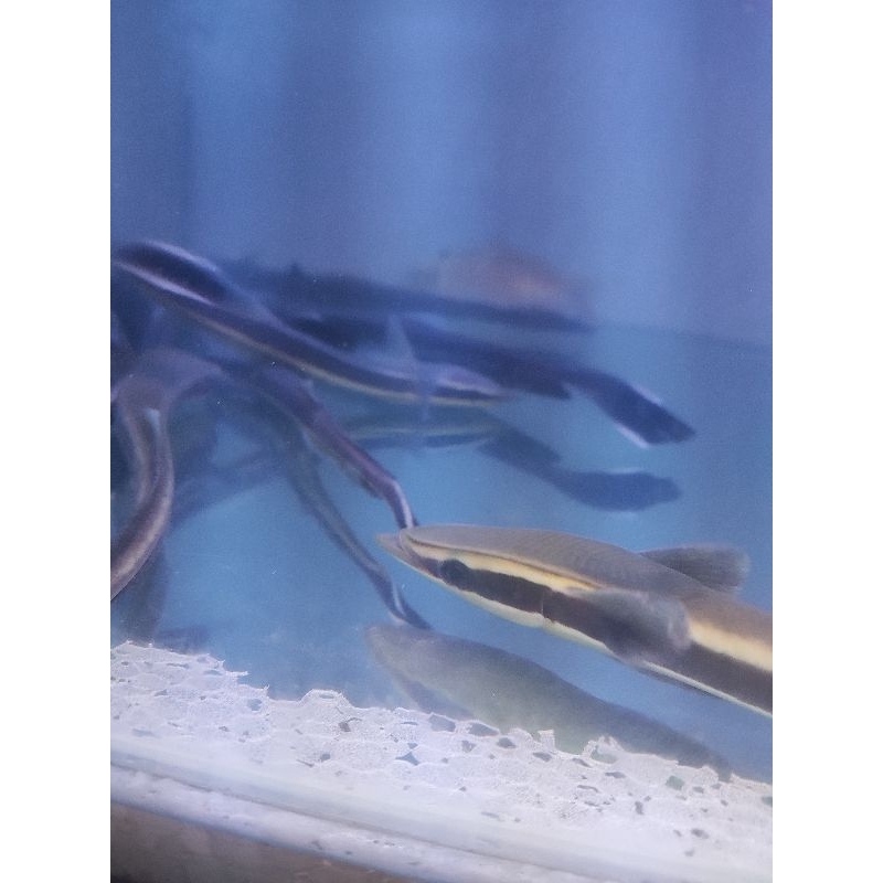 Jual remora fish / ikan remora / ikan hiu brackish fish | Shopee Indonesia