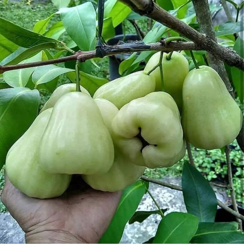 Jual Bibit Jambu King Giant (BERBUAH) | Shopee Indonesia