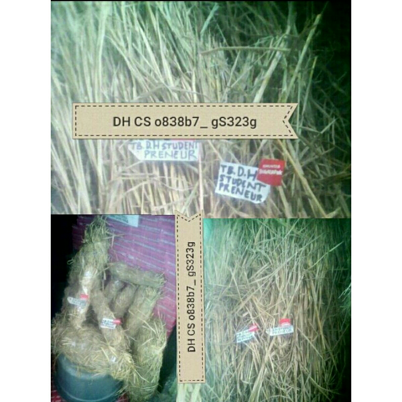 Jual jerami padi super kering 1000 Gram atau 1 KG utuh lengkap mulai ...