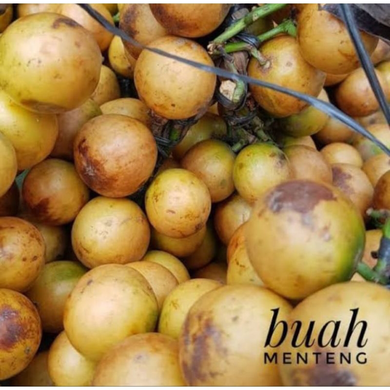 Jual Buah menteng besar 500 gram buah langka buah musiman | Shopee ...