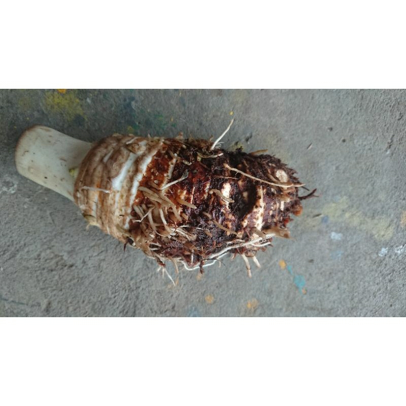 Jual Talas Bogor Asli / Bentul / Bentol 500g umbi / ubi empuk lezat ...