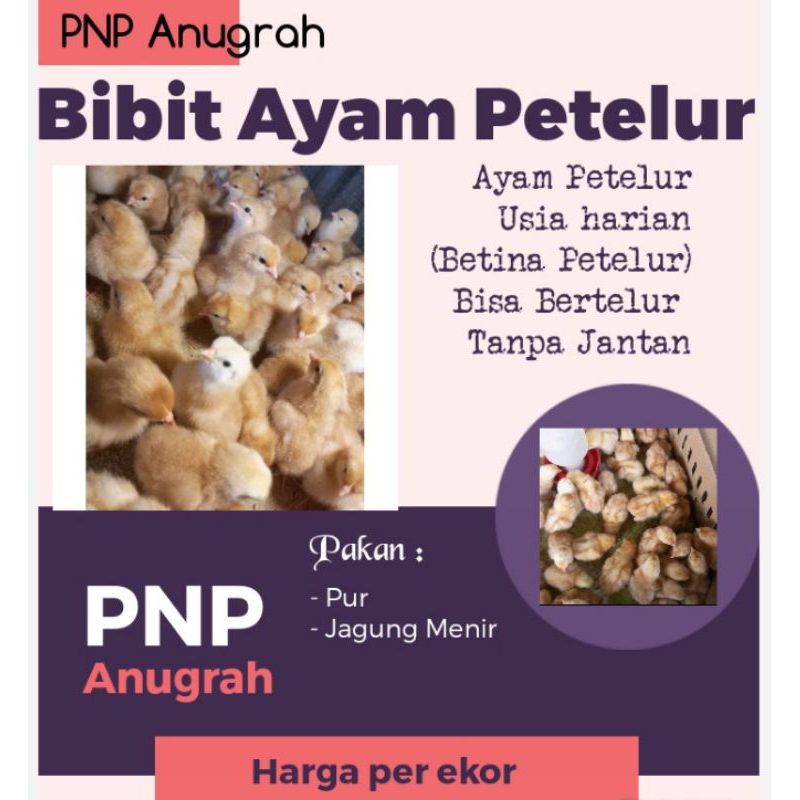 Jual AYAM PETELUR - BIBIT AYAM PETELUR - DOC AYAM PETELUR - AYAM TELUR ...