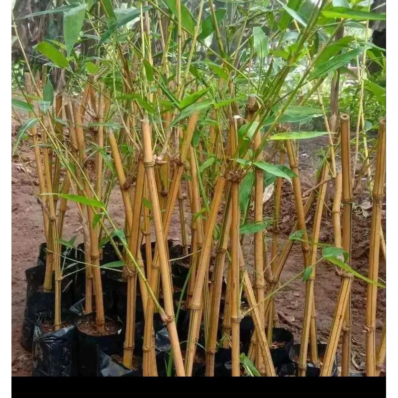 Jual bibit bambu kuning/tanaman hias bambu kuning panjang promo 11.11 ...