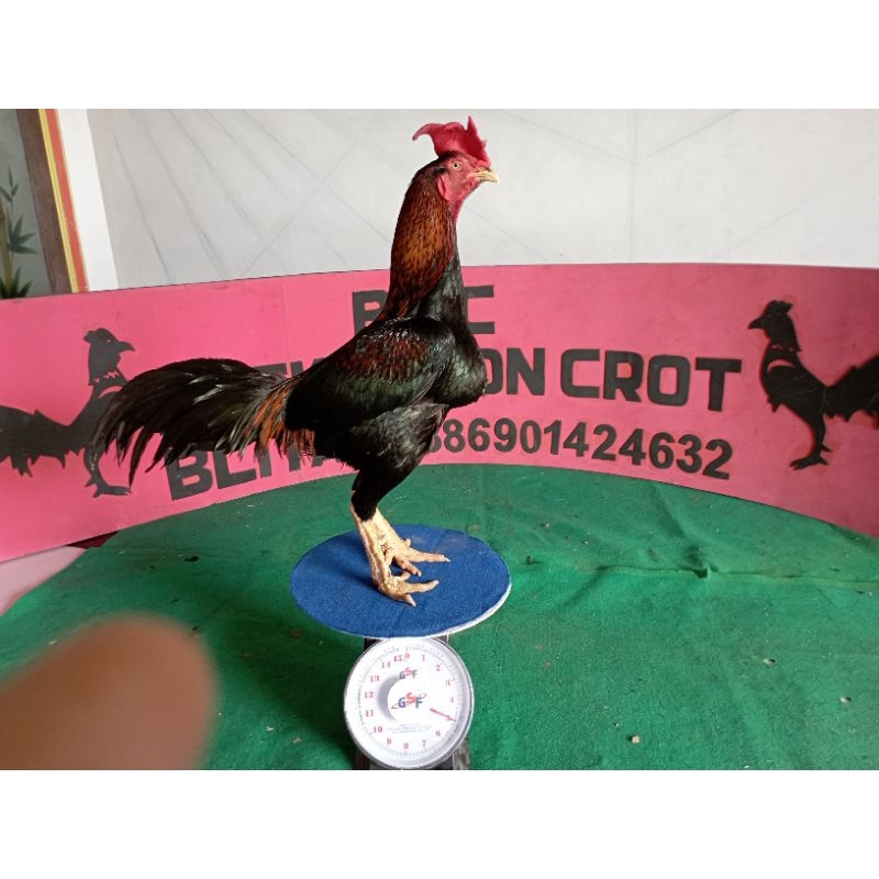 Jual Telur fertil ayam shamo x aseel size 5kg.ayam gorila.ayam bangkok ... Jual Telur fertil ayam shamo x aseel size 5kg.ayam gorila.ayam bangkok ...