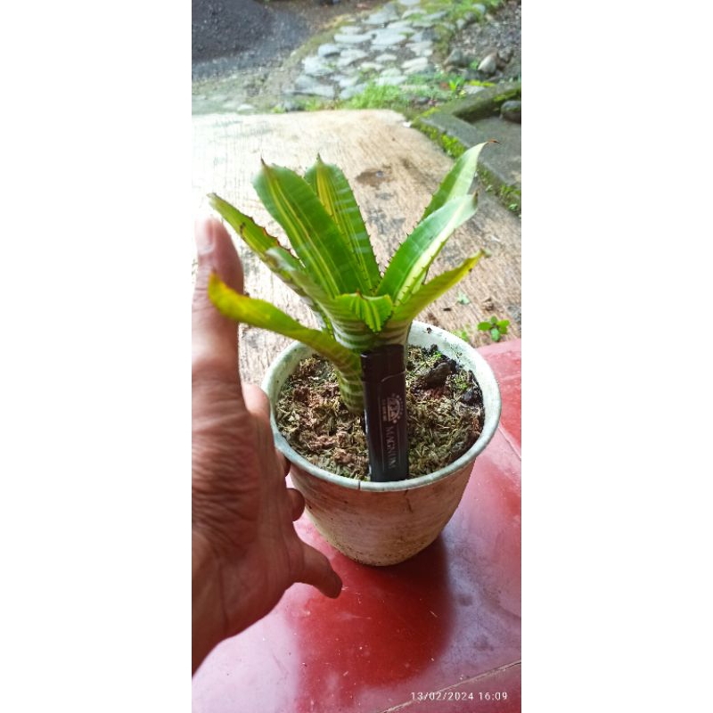 Jual Bromelia Aechmea Samurai | Shopee Indonesia