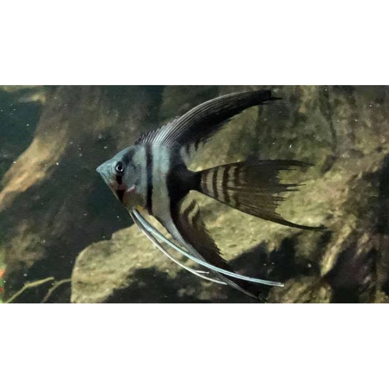 Jual Manfish BW Slayer 2.5 - 3 cm - ETALASE | Shopee Indonesia