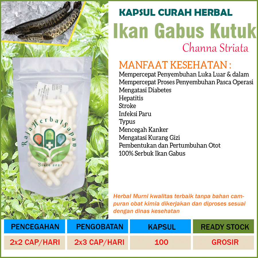 Jual Kapsul Curah IKAN GABUS KUTUK 200x600mg Penyembuh Luka Tulang Kuat - rajaherbalsapan ...