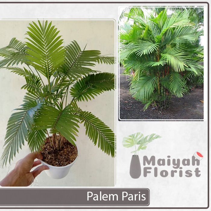 Jual Tanaman Hias Palem Paris - Calamus ciliaris - Palm | Shopee Indonesia