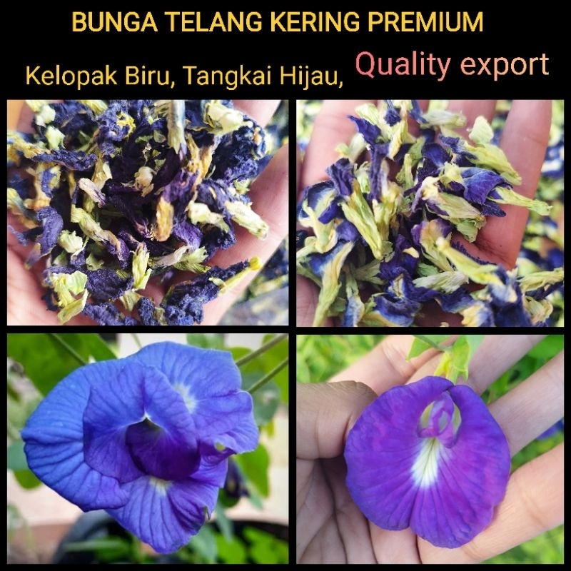 Jual Bunga telang kering, telang single, telang tumpuk dan rosela merah ...