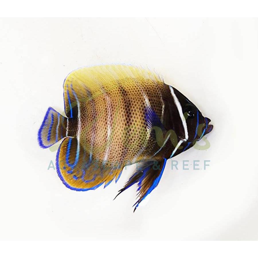 Jual Ikan Air Laut Angel Kambing (Six Bar Angelfish) | Shopee Indonesia